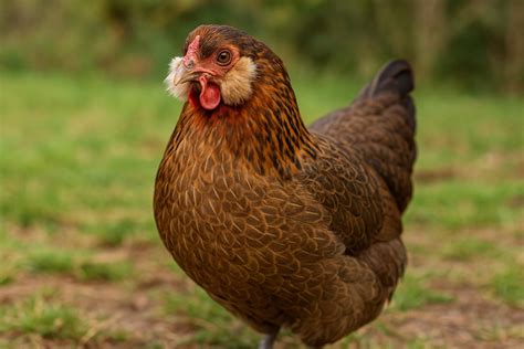 Araucana · Chicken