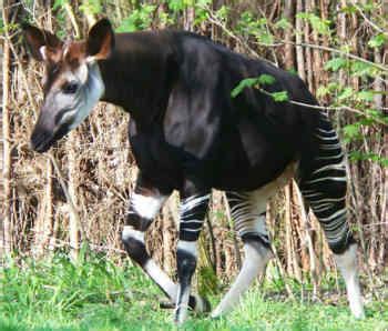 Okapi A Giraffe Zebra Hybrid Mammalian Hybrids