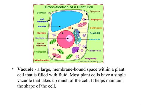 Plant Cells Ppt