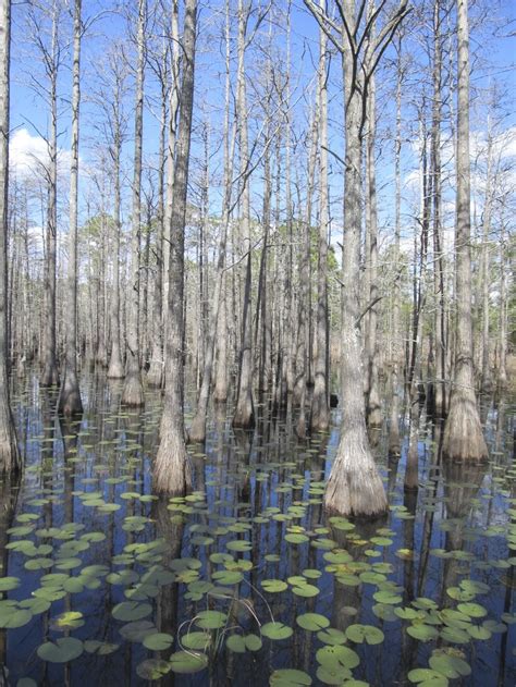 Cypress Pond In Cypress Dunes
