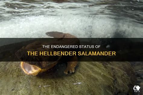 The Endangered Status Of The Hellbender Salamander Petshun