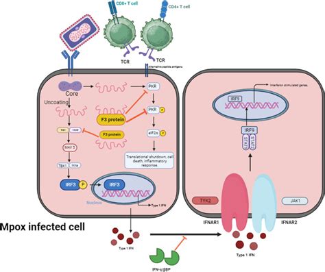 From Pox To Protection Understanding Monkeypox Pathophysiology And