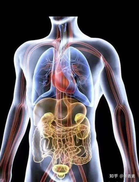 经络——人体的生命通道 知乎