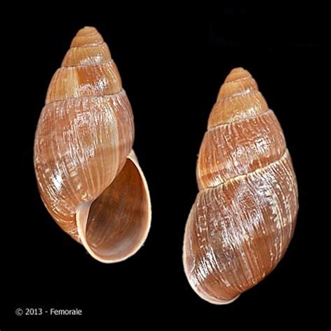 Scholvienia Taeniola Nyst 1845 Conquiliologistas Do Brasil