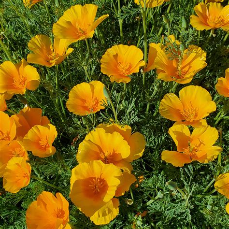 California State Flower
