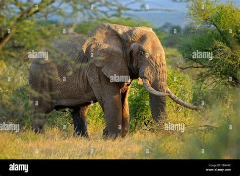 African Elephant Loxodonta Africana Male In Musth In Its Habitat