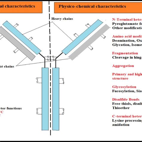 Structure And Function Of A Generalised Monoclonal Antibody