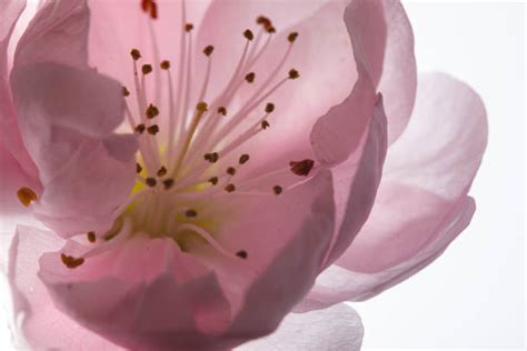 13 000 Bunga Persik Foto Foto Foto Stok Potret And Gambar Bebas Royalti Istock