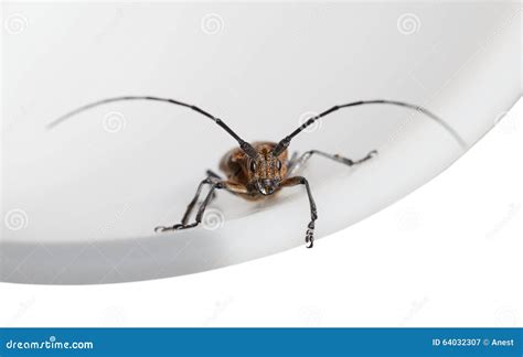 Front View Of Resting Beetle Stock Image Image Of Closeup View 64032307