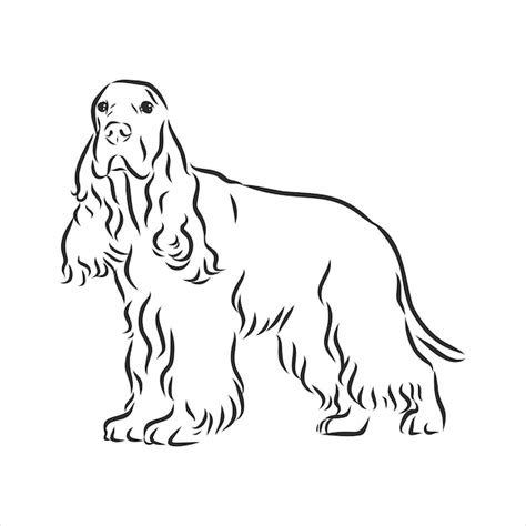 Ilustración De Vector Dibujado A Mano Cocker Spaniel Inglés Perro De