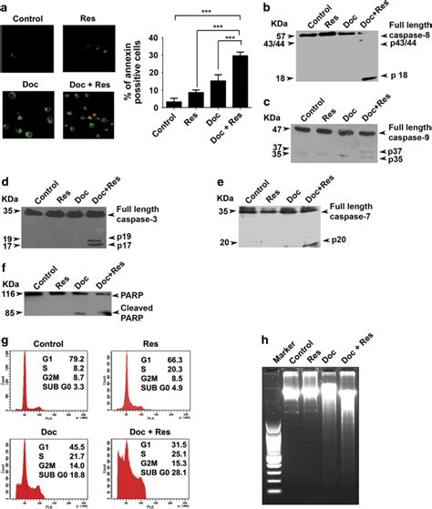 Resveratrol Chemosensitizes Her 2 Overexpressing Breast Cancer Cells To Docetaxel