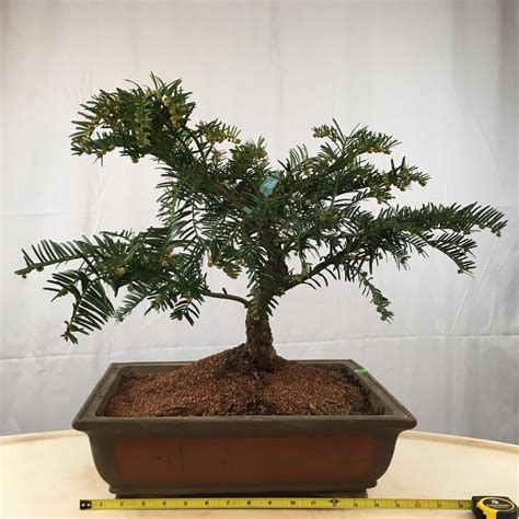 How To Care For Japanese Plum Yew As Bonsai Bella Bonsai