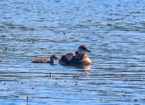 Red Necked Grebe Birdforum