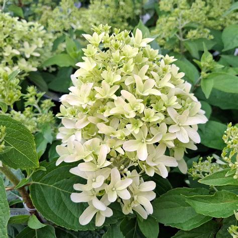 Hydrangea Pan Skyfall C46