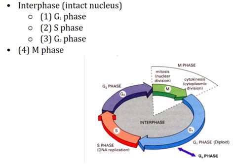 Biology Chapter 12 13 Flashcards Quizlet