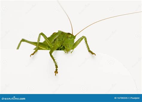 Grasshopper Template Stock Illustrations 566 Grasshopper Template Stock Illustrations Vectors