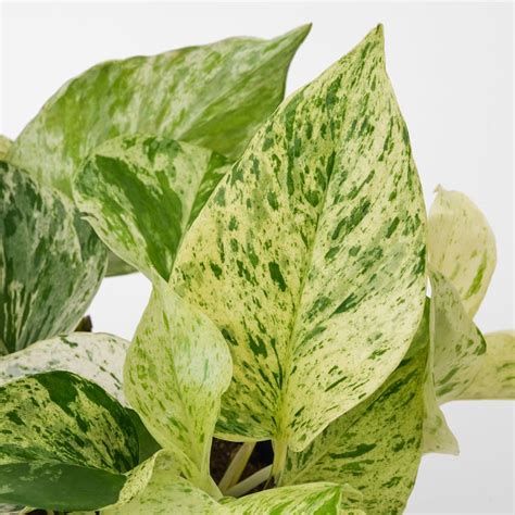 Epipremnum Potted Plant 6 Ikea