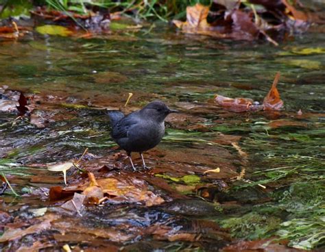 Species Spotlight The American Dipper World Birds