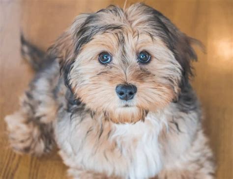 The Ultimate Guide To Shih Poos Shih Tzu And Toy Poodle Cross