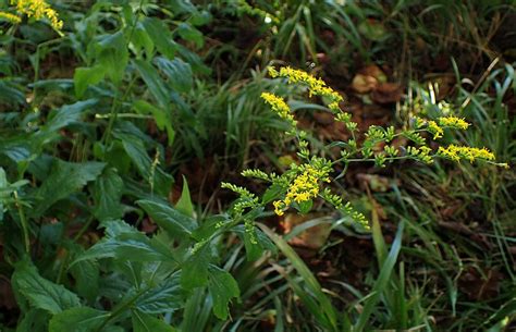 Solidago Ulmifolia
