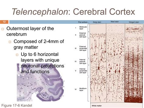 Organization Of The Nervous System Pptx