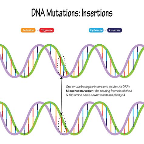 Dna Mutations Base Pair Insertions 7165649 Vector Art At Vecteezy