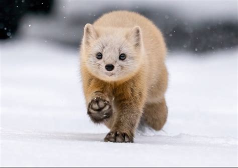 Sable Animal