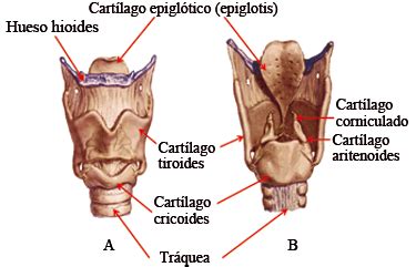 Cartílagos De La Laringe Tipos Y Anatomía Mrfbk