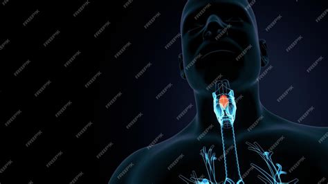 Premium Photo Human Trachea Anatomy 3d Render