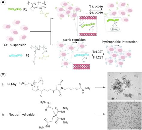 Chemicalbiological Approaches For The Direct Regulation Of Cellcell Aggregation Ma 2022