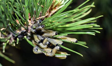 Is The Pine Sawfly Killing Your Conifer Trees Independent Tree