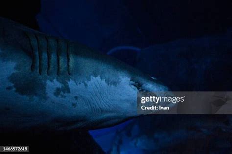Bull Shark Teeth Photos And Premium High Res Pictures Getty Images