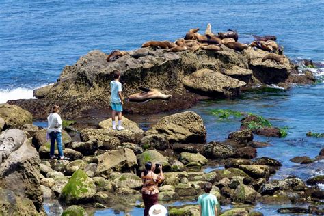 La Jolla San Diego News Events And Community Insights