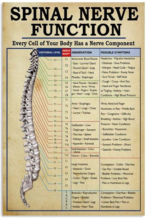 Vintage Chiropractor Spinal Nerve Function Poster Art Print Home Decor