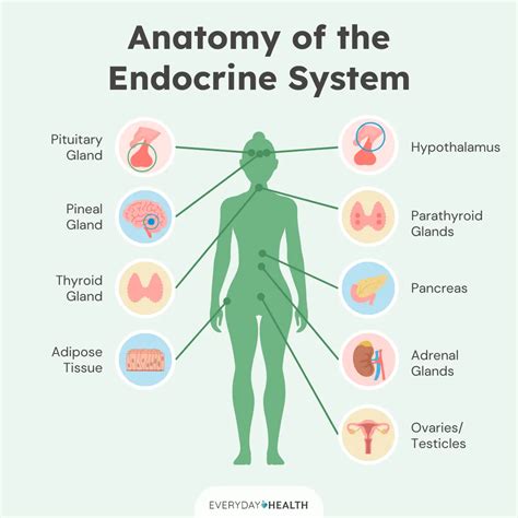 Endocrine System Glands Diagram