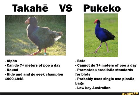 Pukeko Memes Best Collection Of Funny Pukeko Pictures On Ifunny