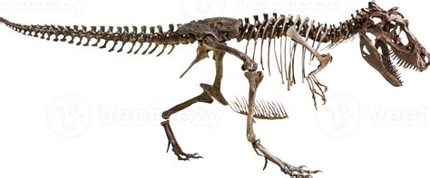 Tyrannosaurus Rex Skeleton 17415582 Png