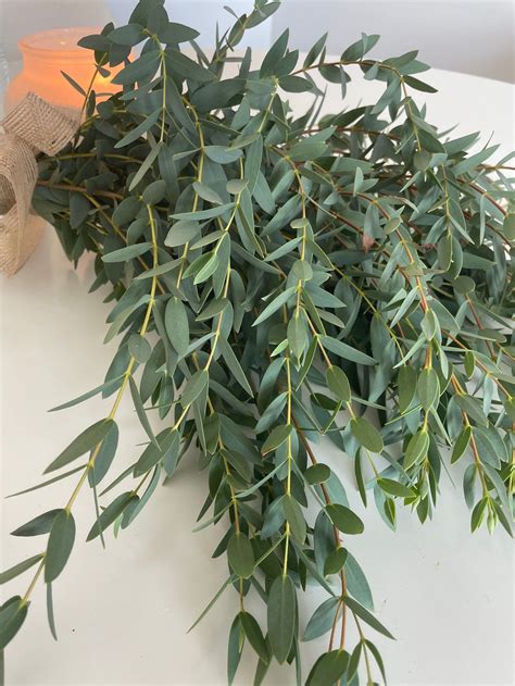 Fresh Eucalyptus Parvifolia Eucalyptus Greenery Wedding Etsy Artofit