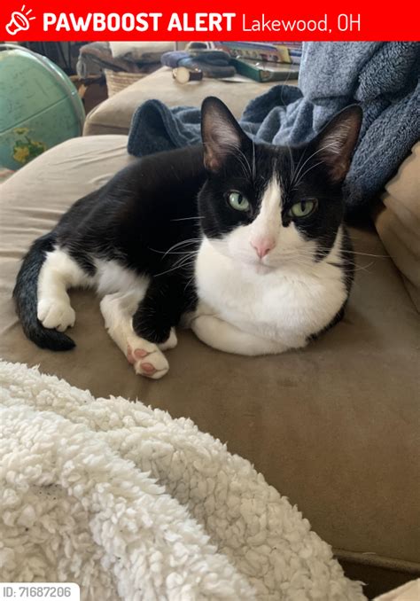 Lakewood Oh Lost Female Cat Greta Is Missing Pawboost