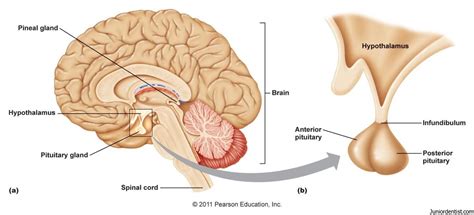 The Pituitary Gland Sbi4u Resource Website
