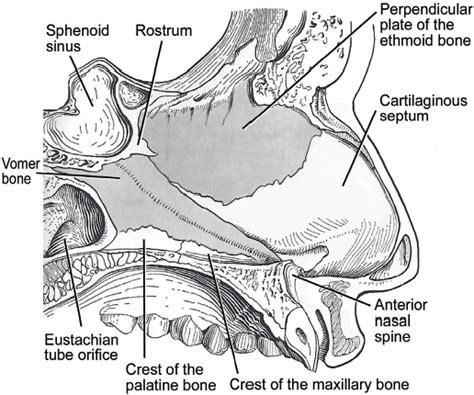 5 Basic Endoscopic Sinonasal Dissection Neupsy Key