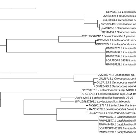 Circular Proteomic Tree Of The Viral Genome Sequences The Four
