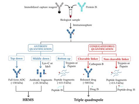 Quantitative Analysis Of Adc Components Ligand Binding Assay Lba And Lc Ms Ms Boc Sciences