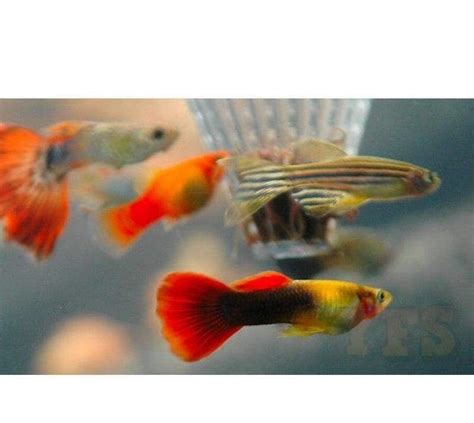 X30 Assorted Danio Fish Live Freshwater X10 Assorted Plants Only