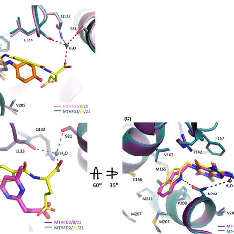 X Ray Diffraction Data And Structure Refinement Statistics For Mthfd2 Download Scientific