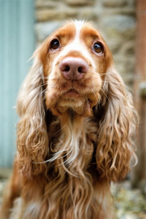 Conversations With My Dogs Perfect Cocker Spaniel