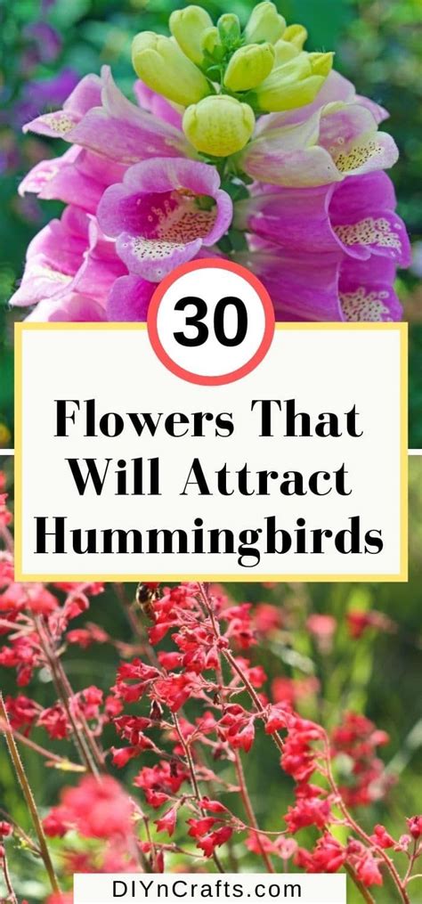 30 Gorgeous Flowers That Attract Hummingbirds To Your Garden How To
