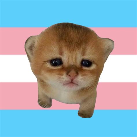 Trans Pride Pfp Artofit