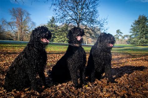 Crucially Canine Training For Life Black Russian Terriers