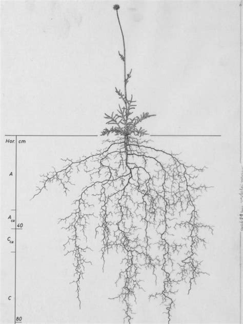 Root System Drawings Reveal Hidden Plant Networks